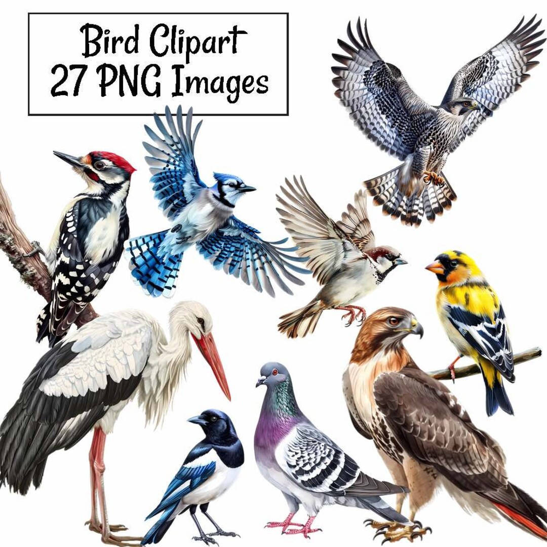 Birds Watercolor Clipart Digital Downloads, 27 Bird Watching Wildlife ...