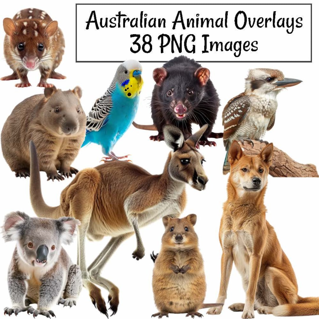 Australian Animal Overlays Digital Downloads, 48 Outback Australia ...