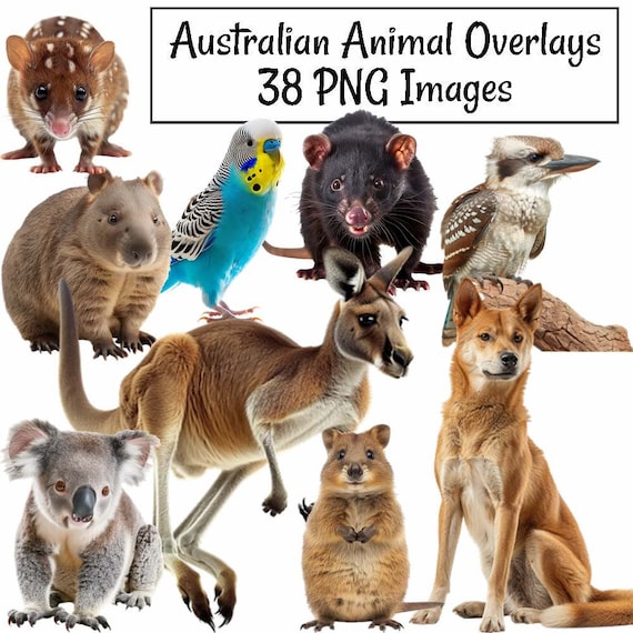 Fotos De Animales Australianos
