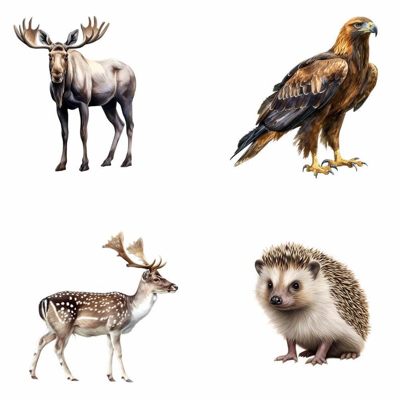 European Animal Clipart, 32 Europe Wildlife Bundle Watercolor Digital ...