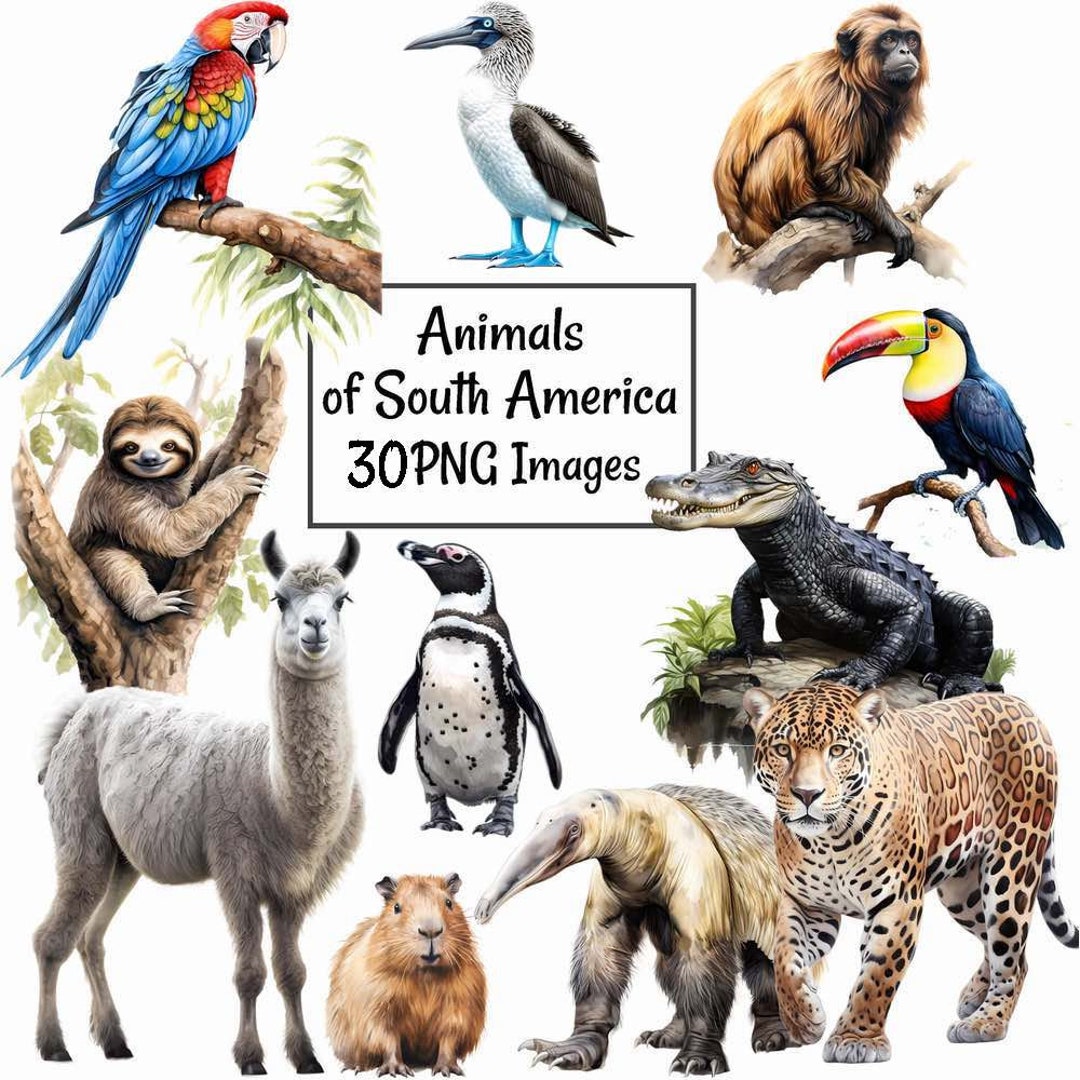 South America Animals Wildlife Watercolor Clipart Digital Downloads, 30 ...