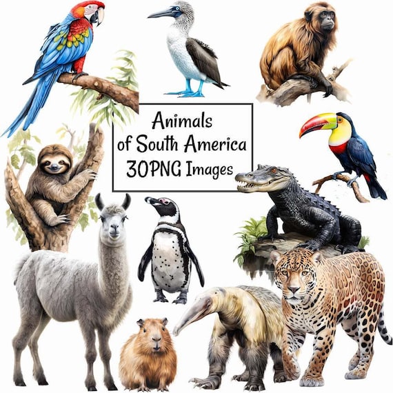 South American Wildlife