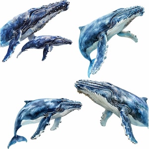 Humpback Whale Watercolor Clipart Digital Downloads Sublimation Overlay ...