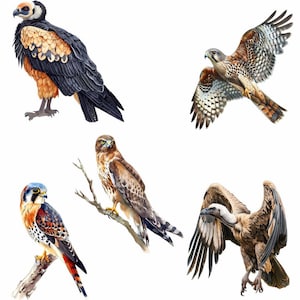 Birds of Prey Watercolor Clipart Digital Downloads Raptor Wildlife ...