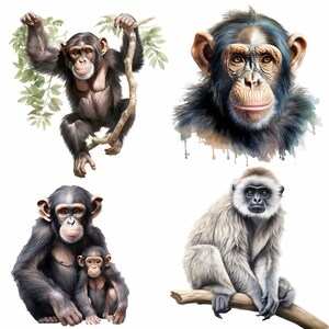 Apes Watercolor Clipart Digital Downloads, 28 Simian Primate Wildlife ...