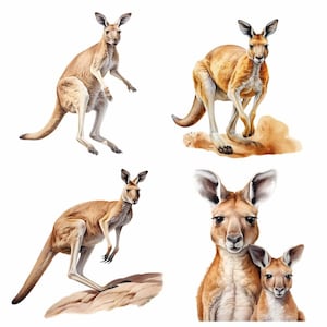Kangaroo Australian Wildlife Watercolor Clipart Digital Downloads, 20 ...