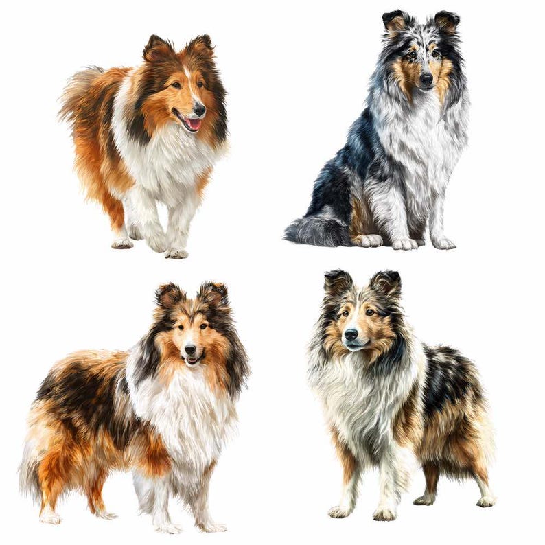 Shetland Sheepdog Clipart Sheltie Watercolor Art Dog Breed Illustration ...