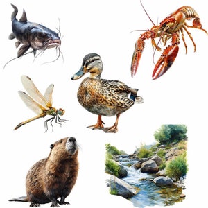Pond & River Animals Clipart Bundle Digital Downloads,37 Animal Lake ...