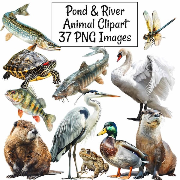 Pond Clipart - Etsy