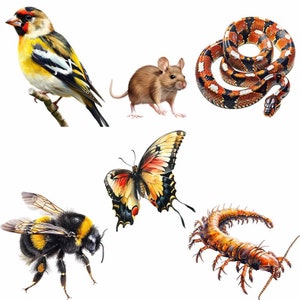 Meadow Animals Clipart Bundle Digital Downloads,34 Field Woods Wildlife ...