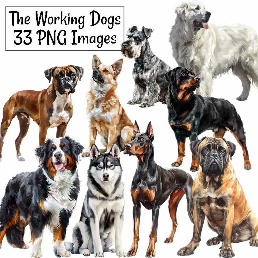Working Dogs Watercolor Clipart Digital Downloads, 33 Dog Animal AKC ...