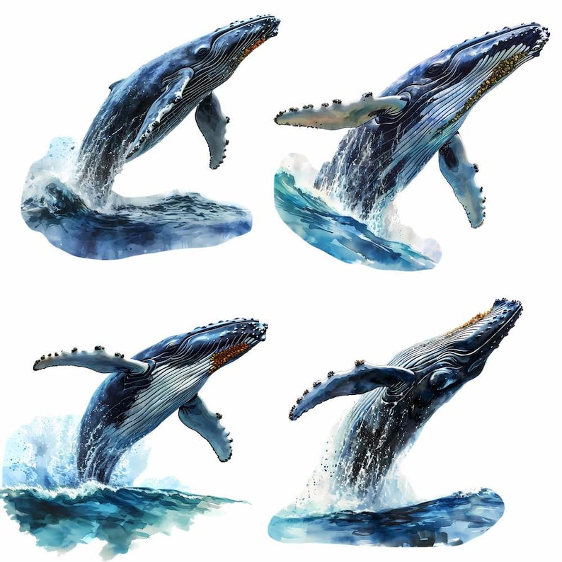 Humpback Whale Watercolor Clipart Digital Downloads, 21 Sublimation ...