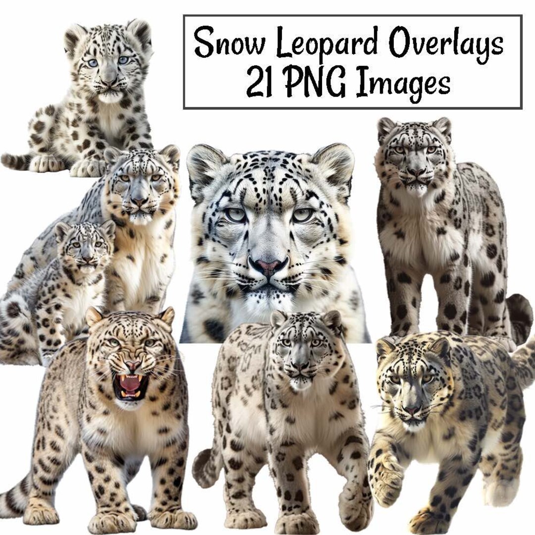 Snow Leopard Overlay Realistic Digital Downloads, 21 Big Cat Animal ...