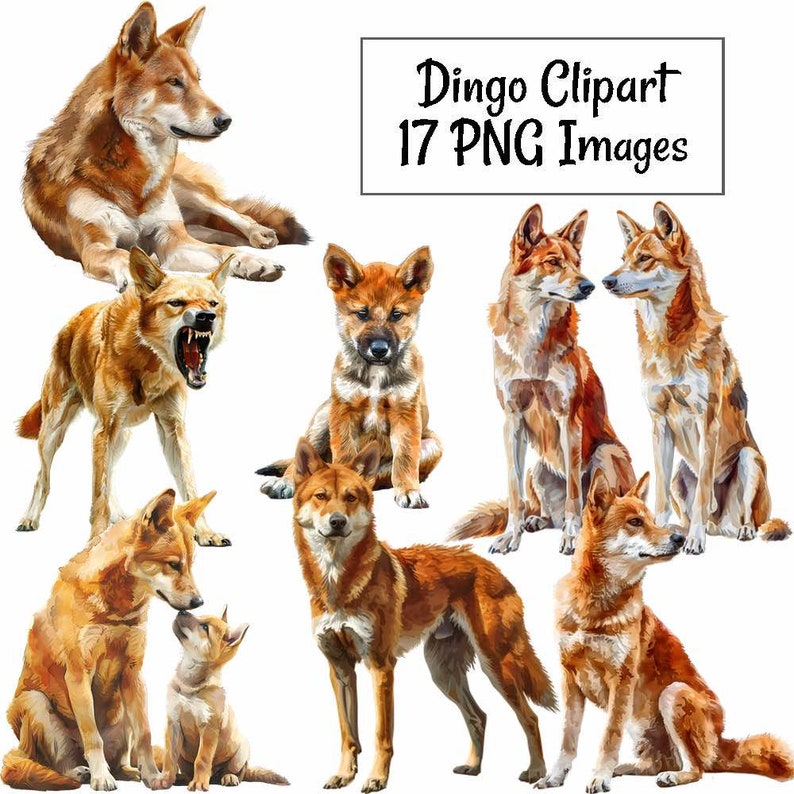 Dingo Watercolor Clipart Digital Downloads, 17 Dog Animal Dingoes ...