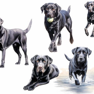 Black Labrador Retriever Portrait Digital Downloads, 14 Lab Puppy Dog ...