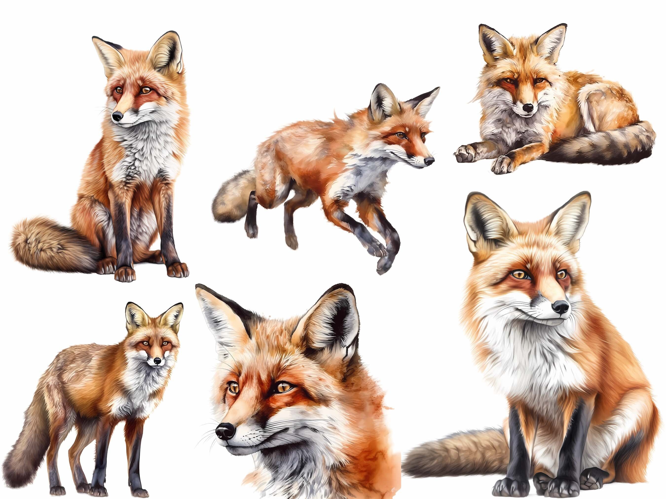 Red Fox Woodland Animal Watercolor Digital Downloads, 11 Designs ...