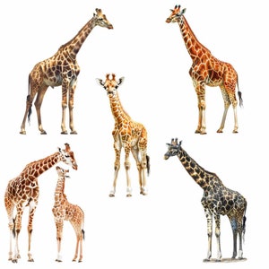 Giraffe Clipart,27 Watercolor African Animal Wildlife Safari Digital ...