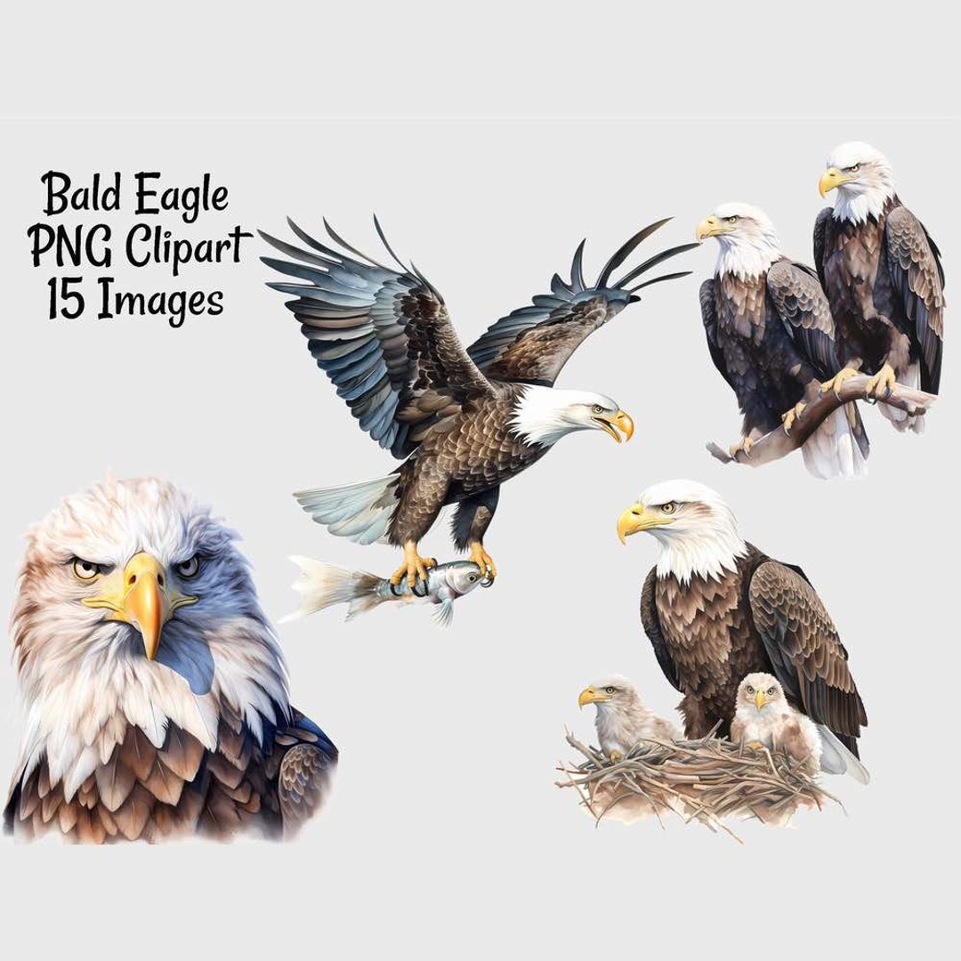 Bald Eagle Bird Woodland Watercolor Digital Downloads, 15 Designs ...