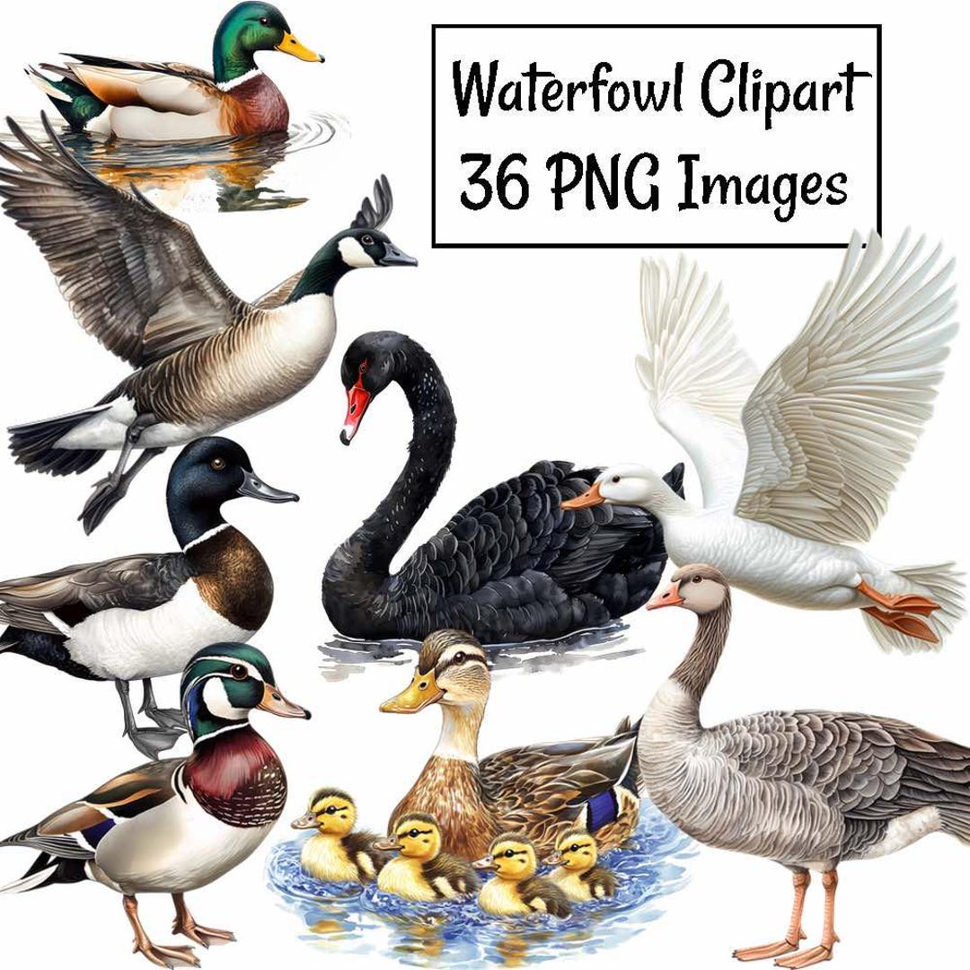 Waterfowl Watercolor Clipart Duck Goose Swan Bird Digital Downloads ...