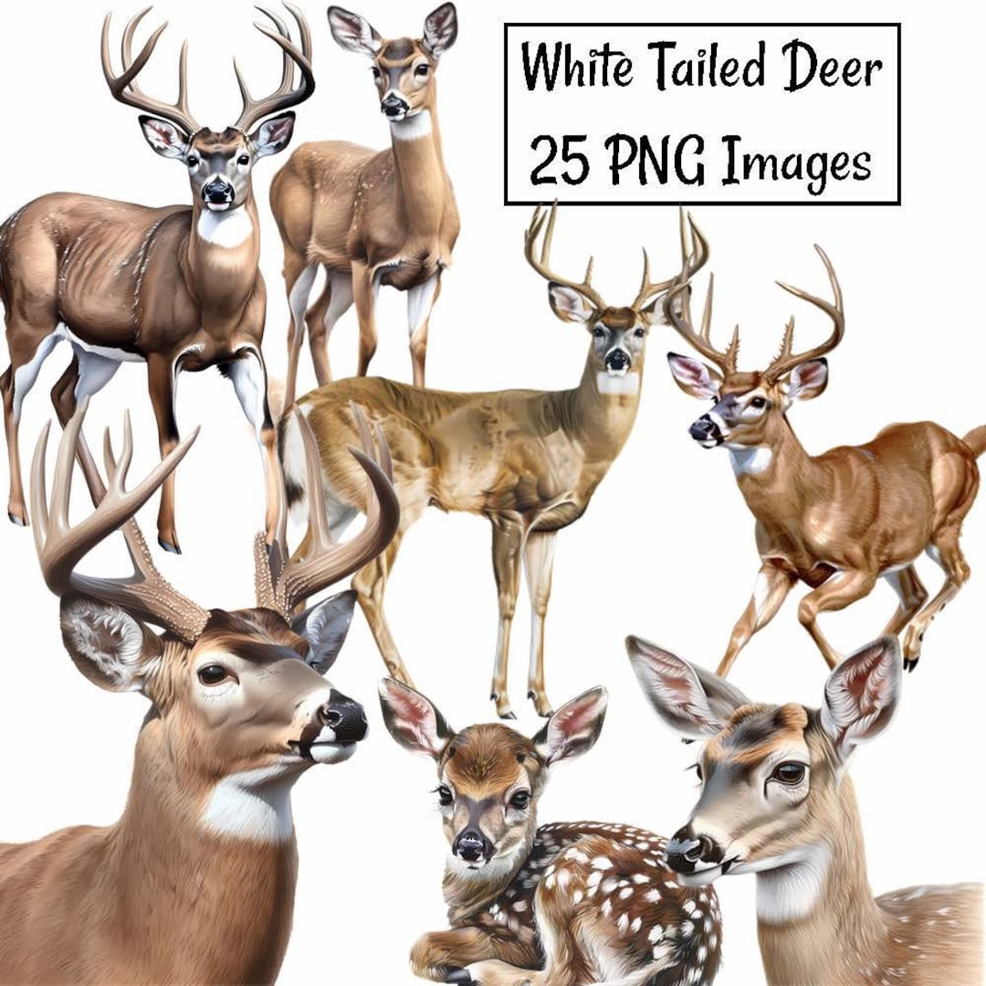 White Tailed Deer Watercolor Clipart Wildlife Digital Downloads Buck ...