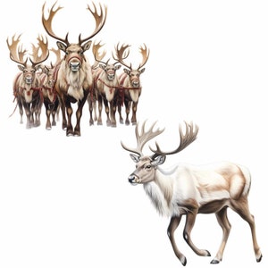 Reindeer Caribou Watercolor Clipart Digital Downloads, 18 Overlay ...