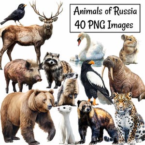 Russia Animals Watercolor Clipart, 40 Digital Downloads Woodland ...