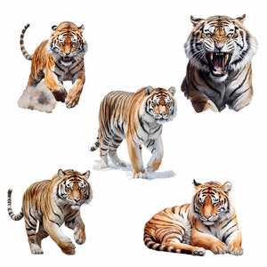Tiger Clipart, Watercolor Digital Downloads, 33 Big Cat Safari Jungle ...