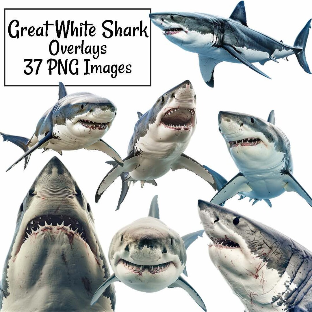 Great White Shark Overlay Realistic Digital Downloads, 37 Real Sea Life ...