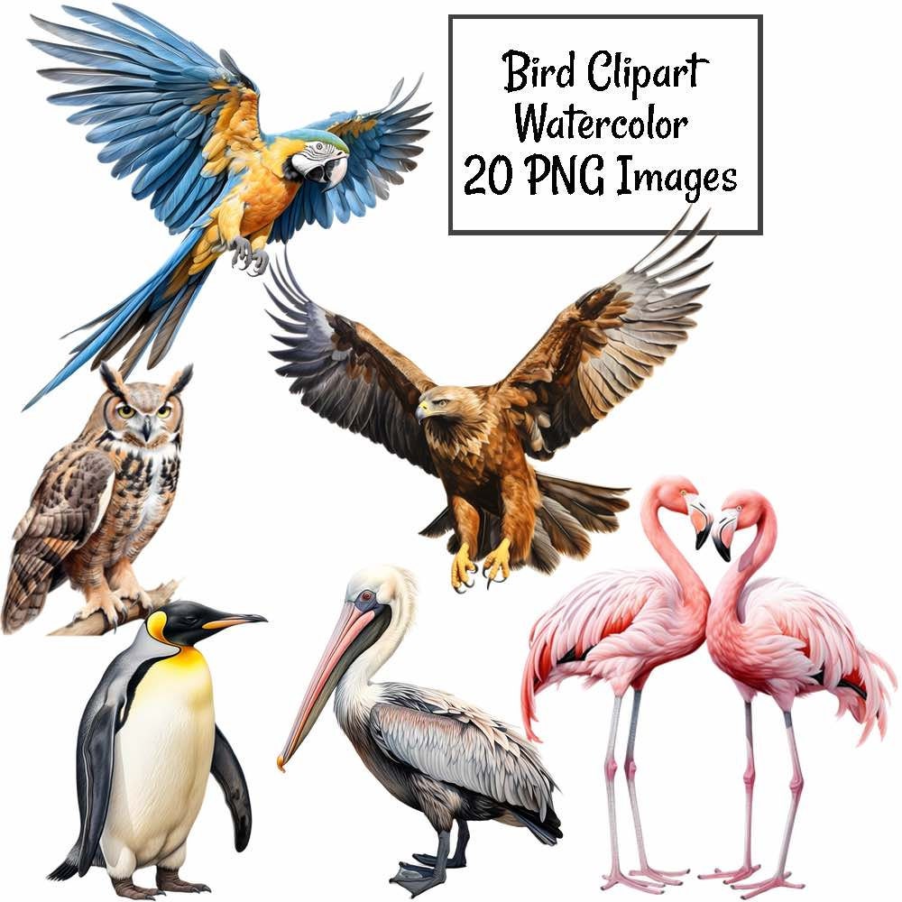 Birds Watercolor Clipart Digital Downloads, 20 Bird Watching Wildlife ...