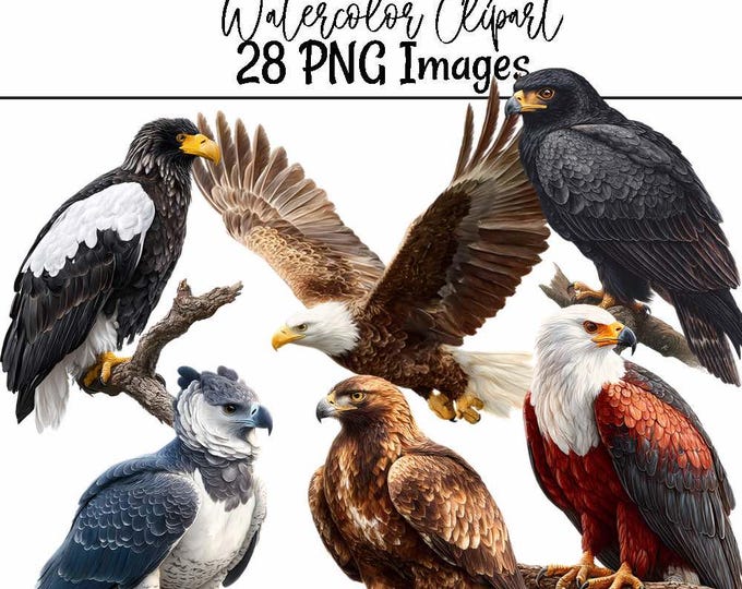 Watercolor Harpy Eagle Clipart, Flying Royal Hawk Clipart, Bird of Prey ...