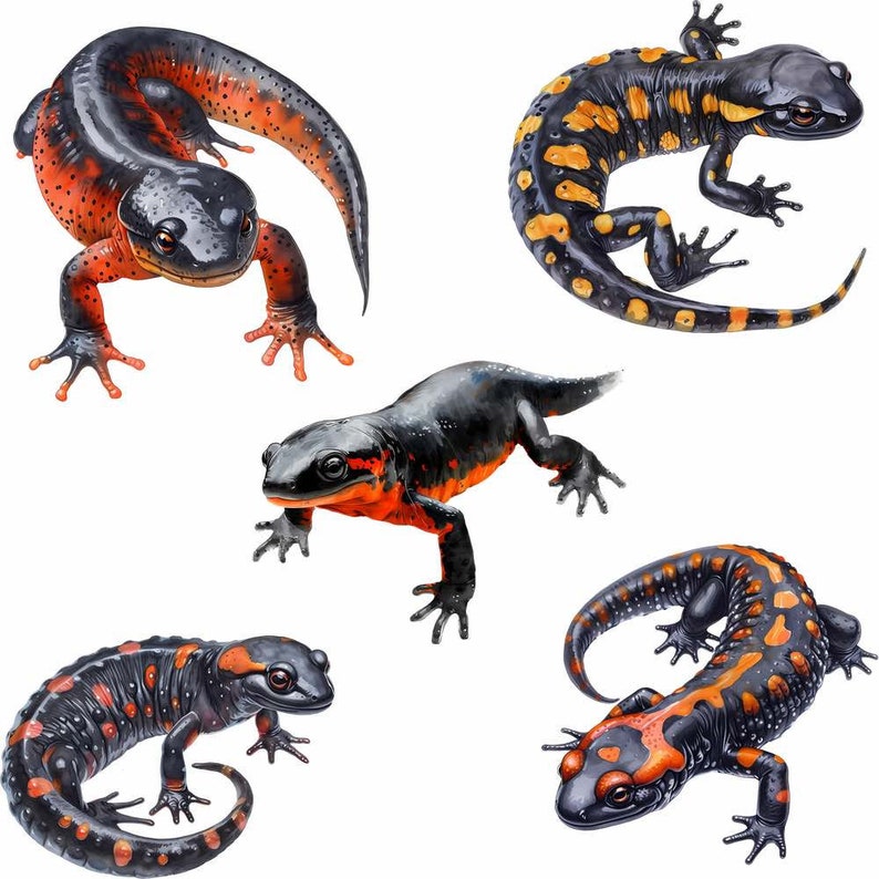 Salamander Newt Axolotl Clipart Digital Downloads PNG Amphibian Lizard ...
