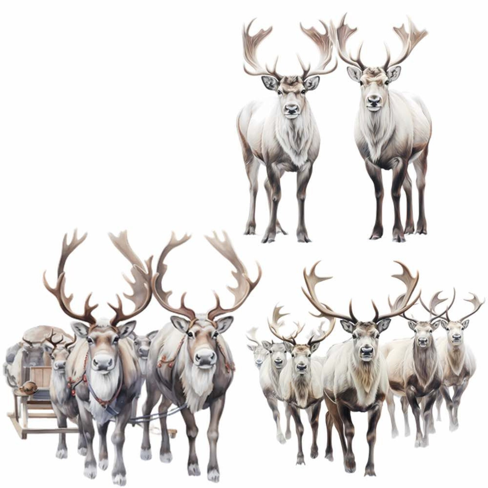 Reindeer Caribou Watercolor Clipart Digital Downloads, 18 Overlay ...