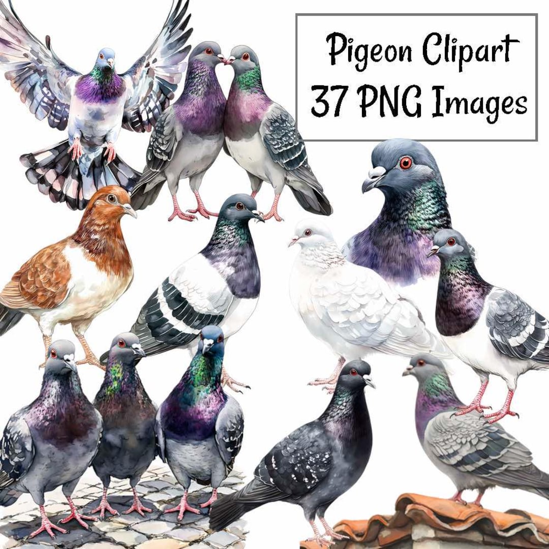 Pigeon Clipart Bundle, 37 Bird Watercolor Animal Digital Downloads ...