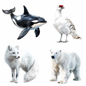Arctic Animals North Pole Wildlife Watercolor Clipart Digital Download ...