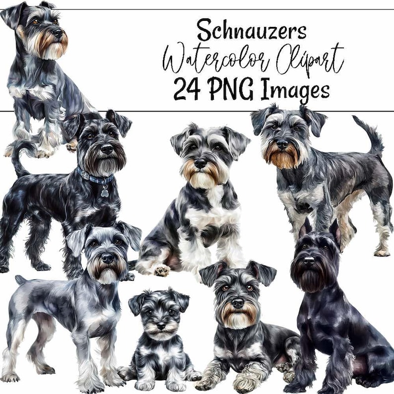 Schnauzer Dog Watercolor Clipart Digital Downloads Overlay Miniature ...