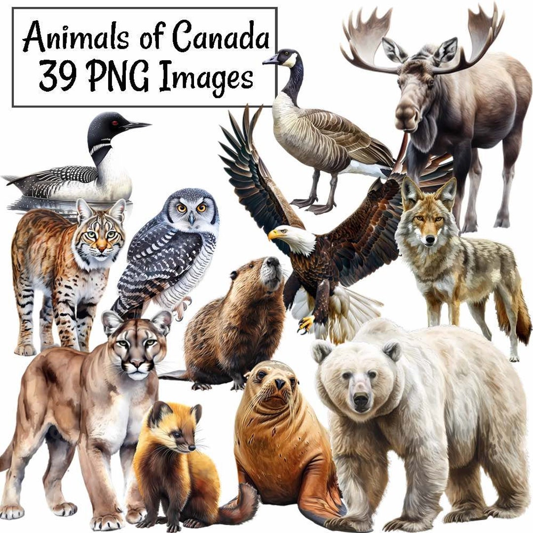 Canada Animals Clipart, 39 Forest Wildlife Watercolor Digital Downloads ...