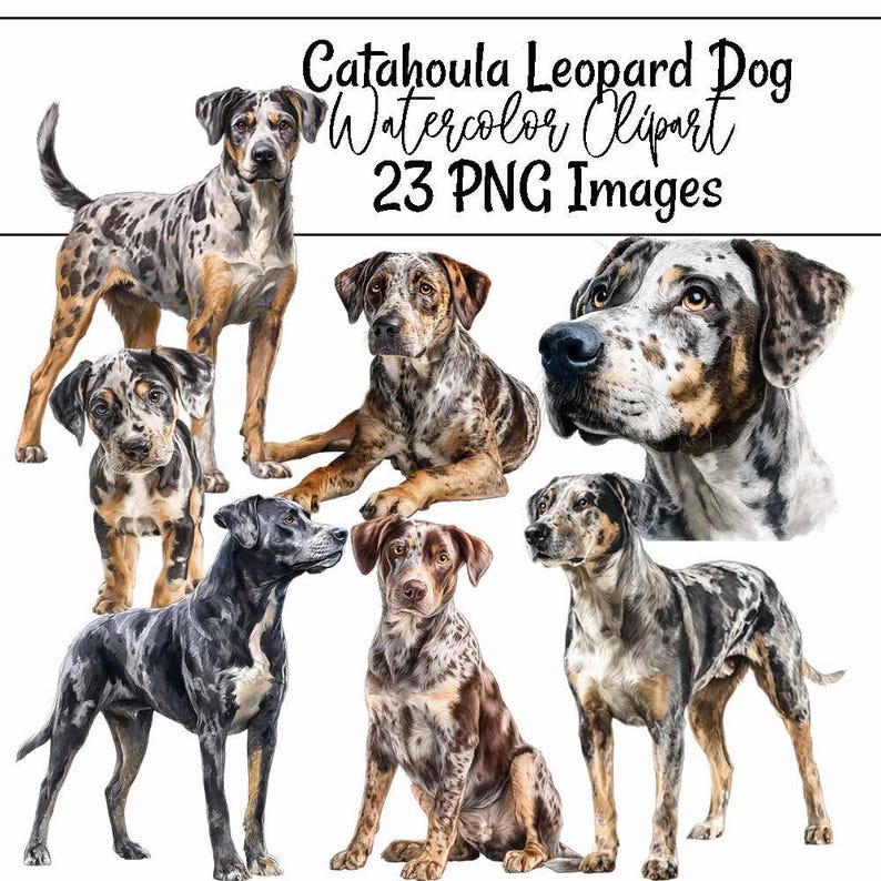 Catahoula Leopard Dog Clipart Dog Watercolor Images Dog Breed ...