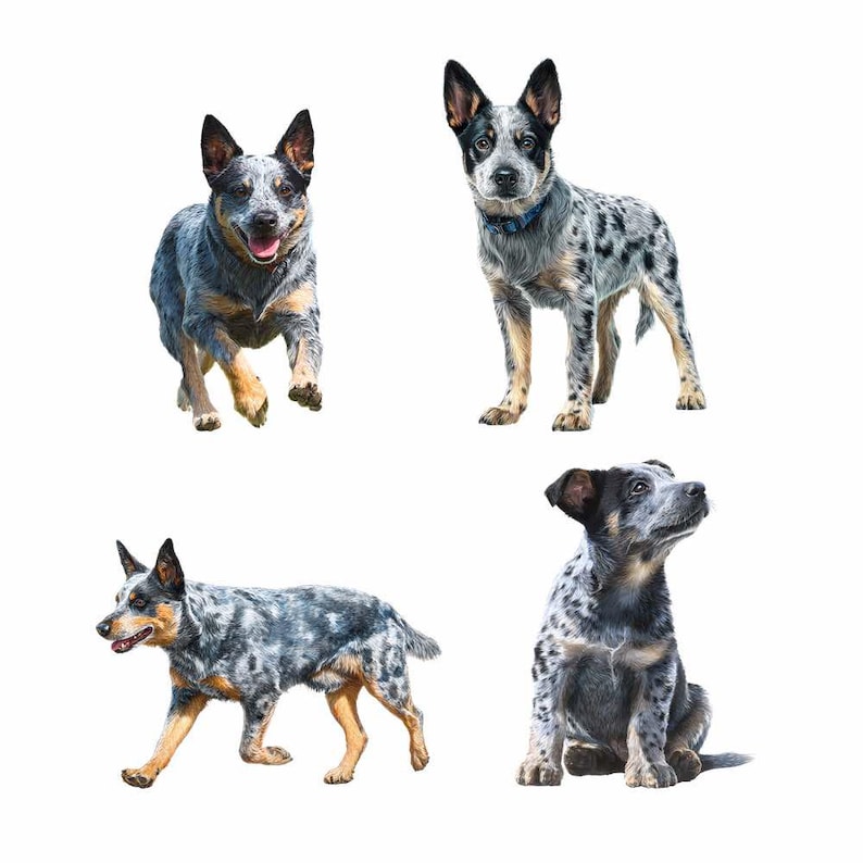 Australian Cattle Dog Clipart Dog Watercolor Blue Heeler Images Red ...