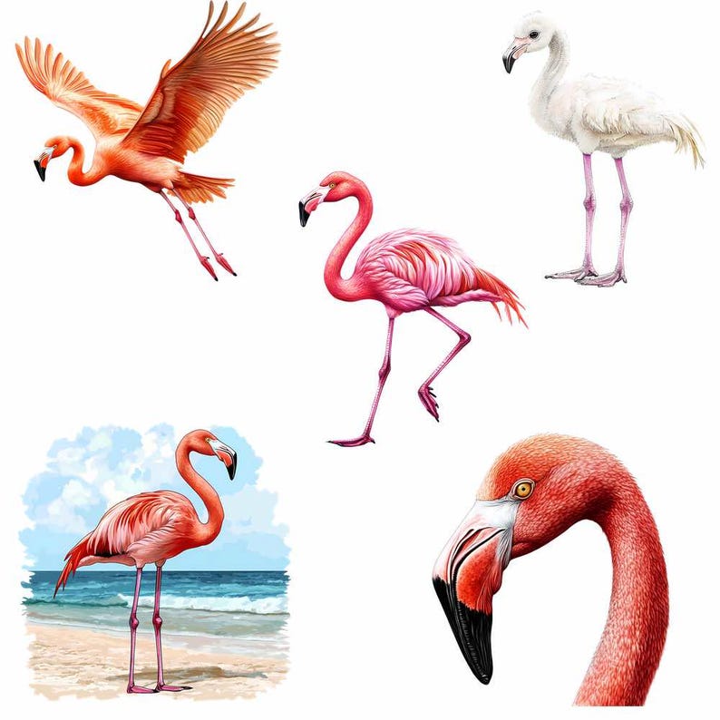 Flamingo Watercolor Clipart Tropical Bird Digital Download Wildlife ...