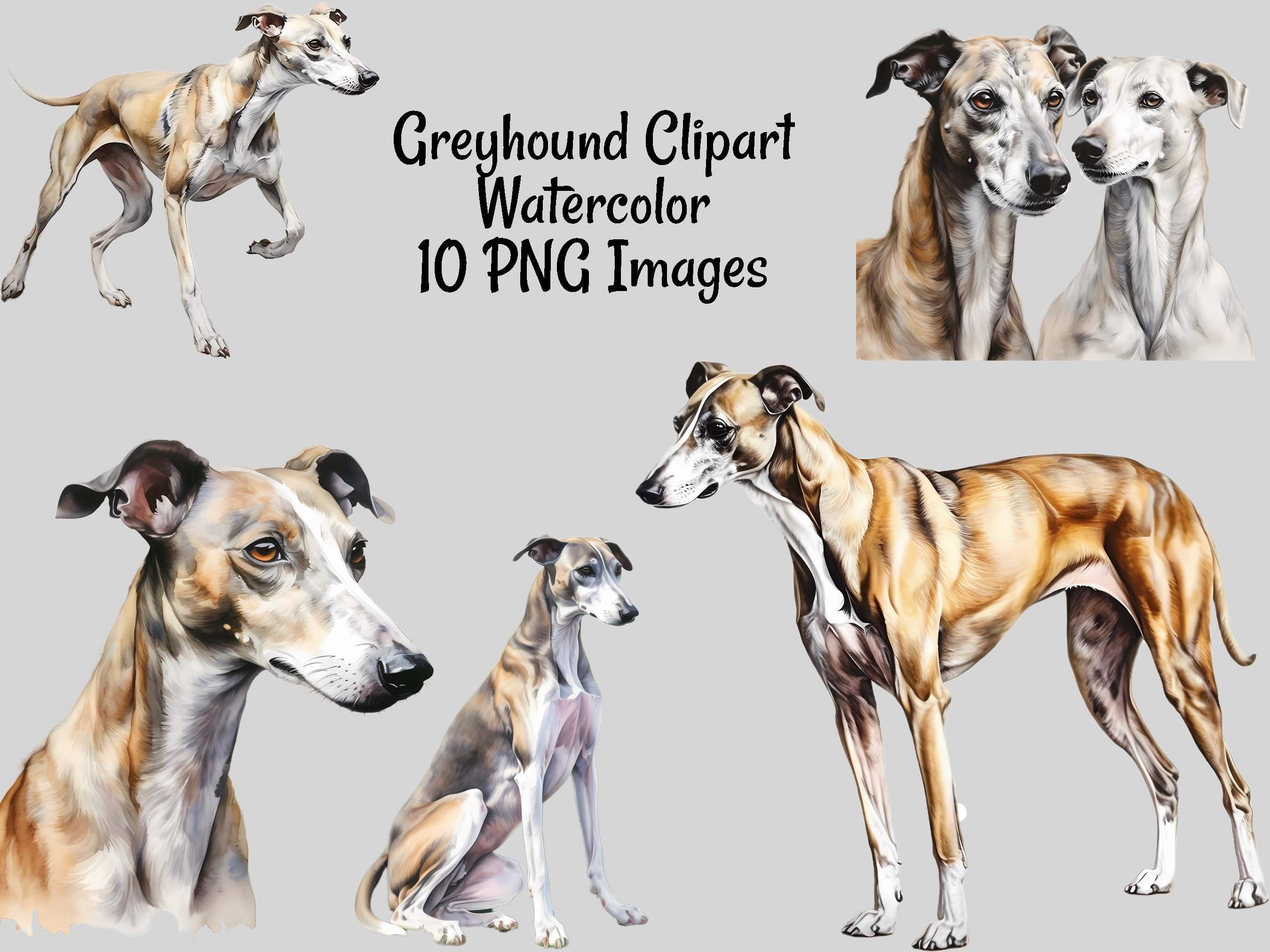 Greyhound Watercolor Printable Digital Downloads 10 Overlay - Etsy