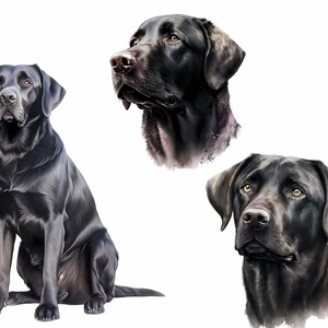 Black Labrador Retriever Portrait Digital Downloads 14 Lab - Etsy