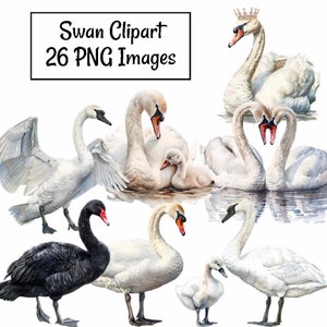 Swan Watercolor Clipart Digital Downloads Black Swan Trumpeter Mute ...