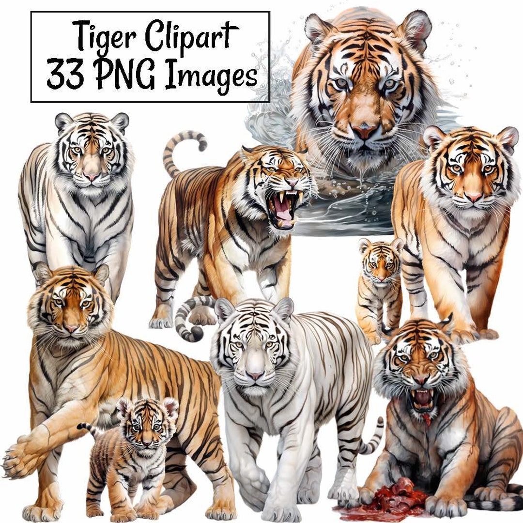 Tiger Clipart, Watercolor Digital Downloads, 33 Big Cat Safari Jungle ...