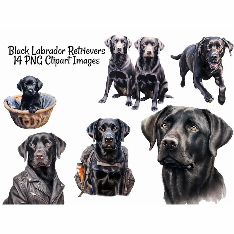 Black Lab Svg - Etsy
