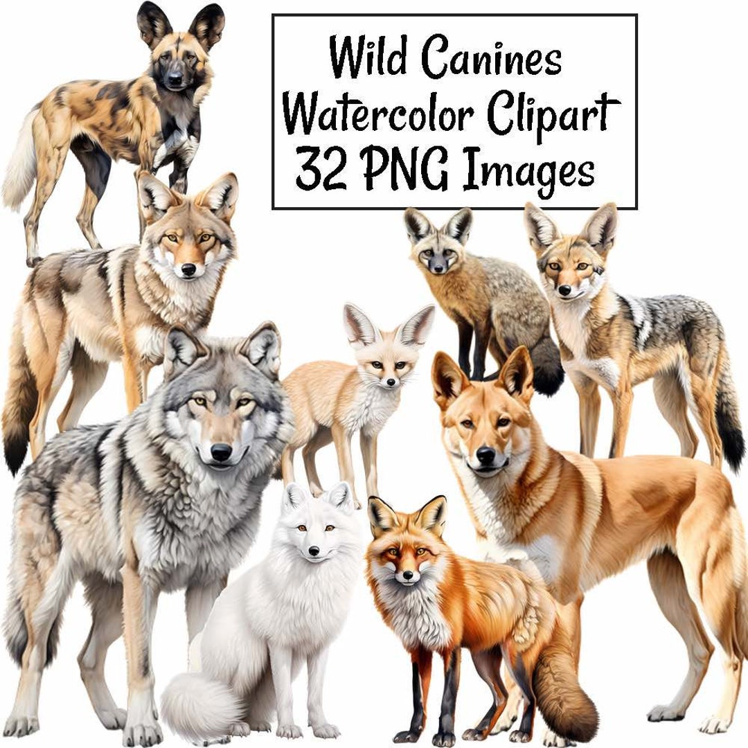 Wild Canines Clipart Bundle Digital Downloads,32 Watercolor Wild Animal ...