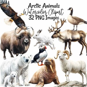 Arctic Animals North Pole Wildlife Watercolor Clipart Digital Download ...