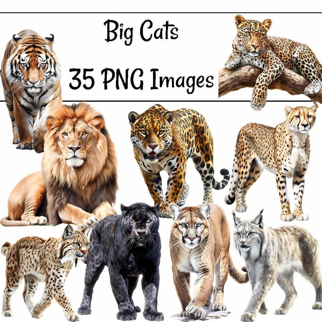 Big Cats Clipart Digital Downloads Watercolor Wild Animal Wildlife ...