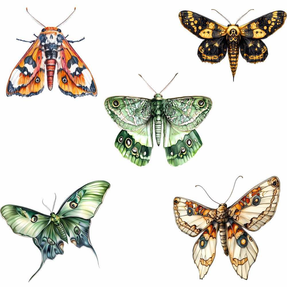 Moth Watercolor Clipart Digital Downloads Realistic Bugs Insect Luna ...
