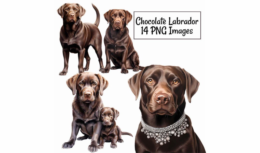 Chocolate Labrador Retriever Clipart Portraits Digital Downloads, 14 ...
