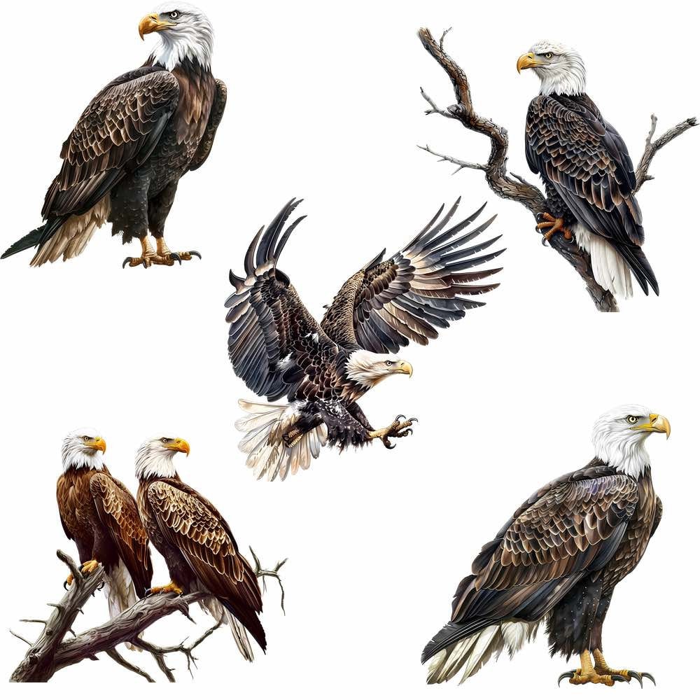 Bald Eagle Bird Woodland Watercolor Digital Downloads, 22 Designs ...